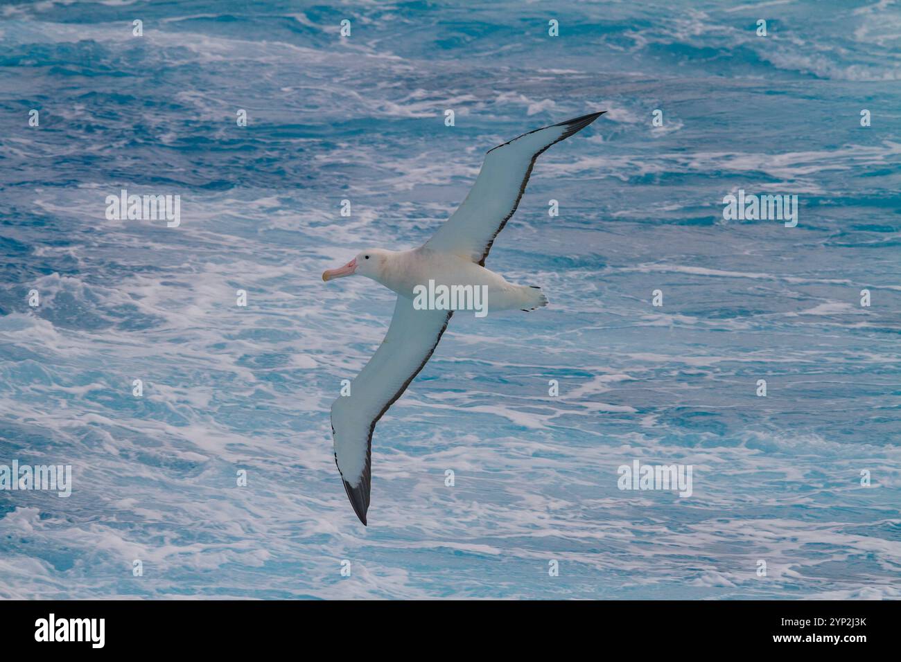 Young wandering albatross (Diomedea exulans) on the wing near the ...