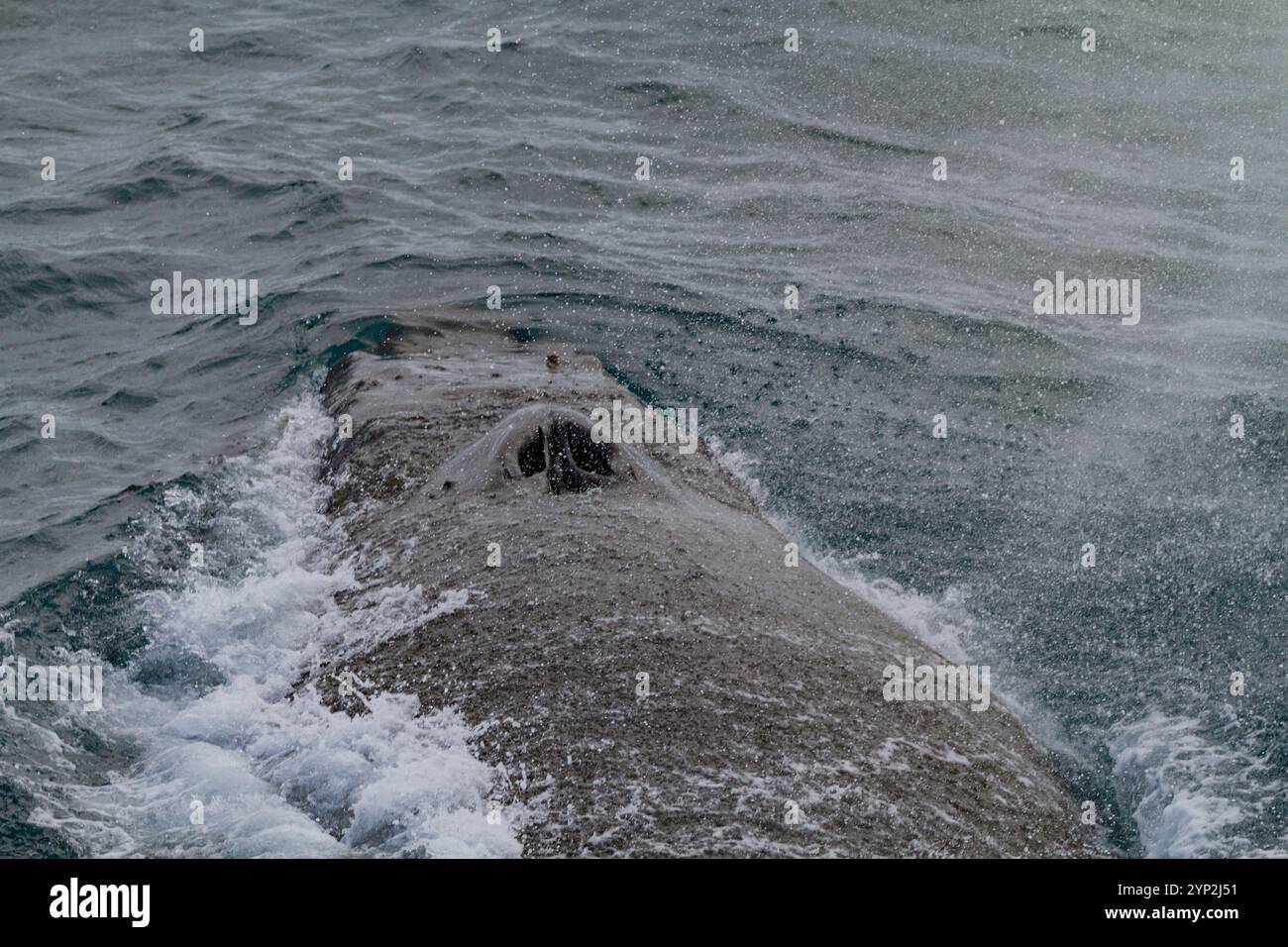 Humpback whale (Megaptera novaeangliae) surfacing in the Weddell Sea ...