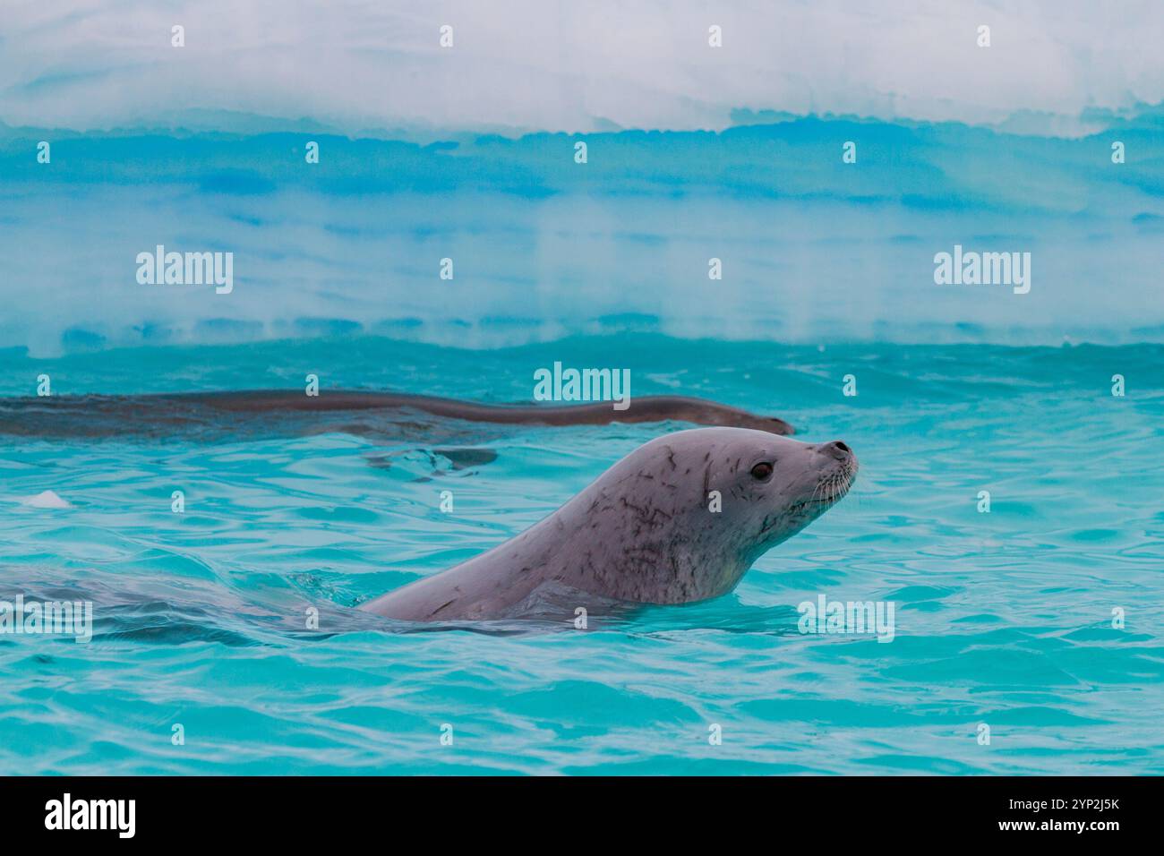 Crabeater seal (Lobodon carcinophaga) swimming near iceberg at Booth ...