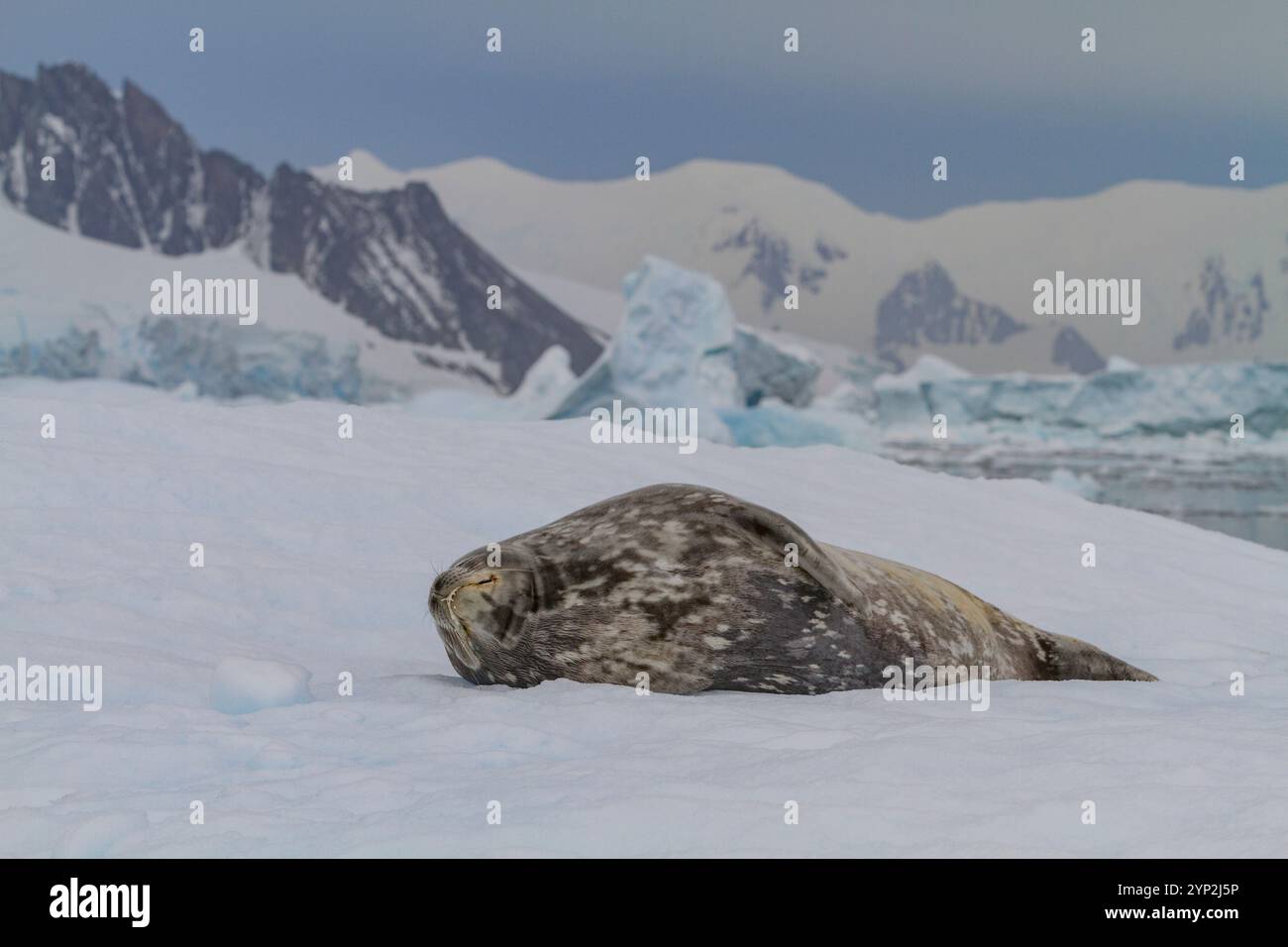 Regions underwater flora hi-res stock photography and images - Alamy