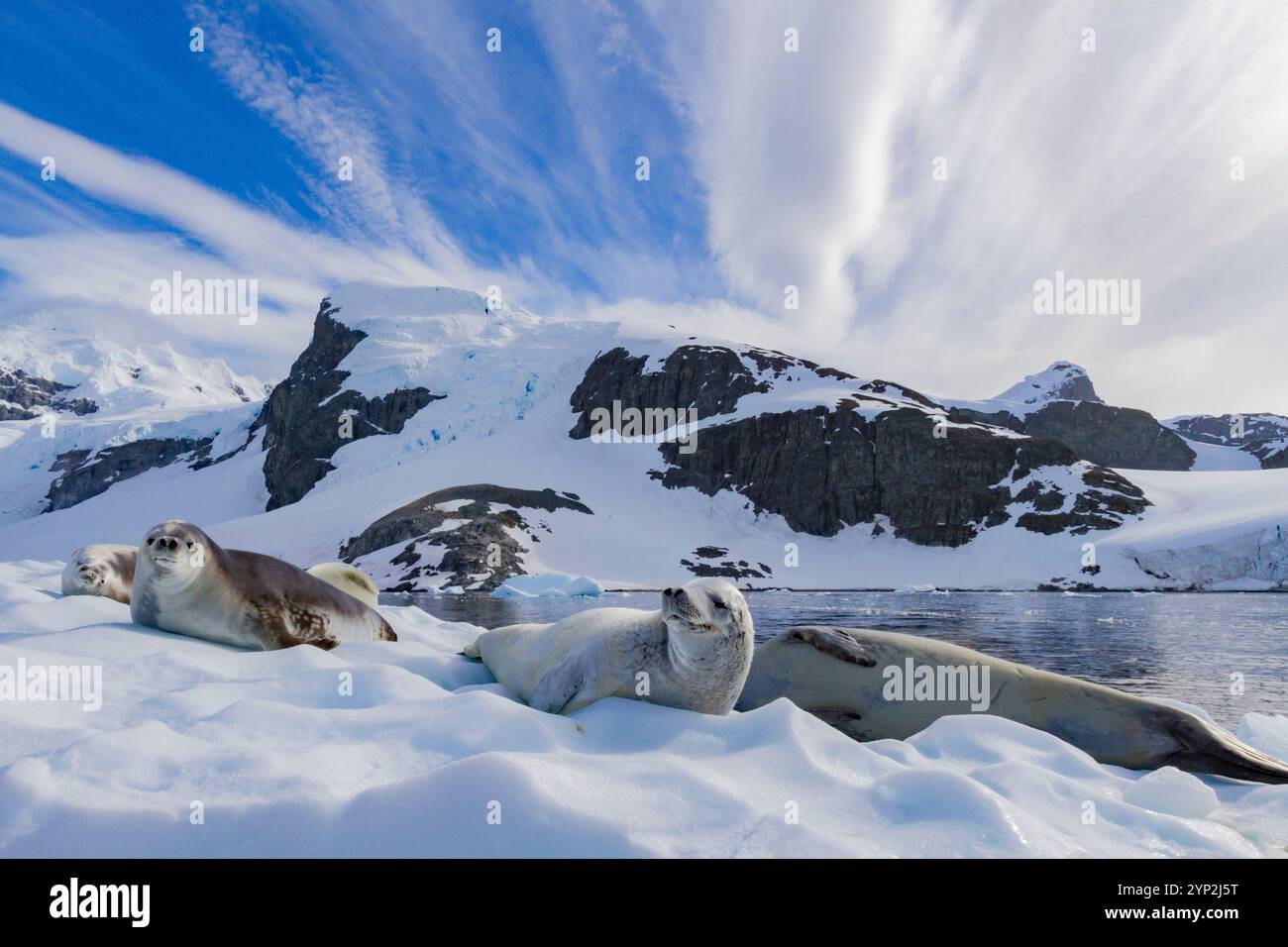 Crabeater seals (Lobodon carcinophaga) hauled out on ice floe near ...