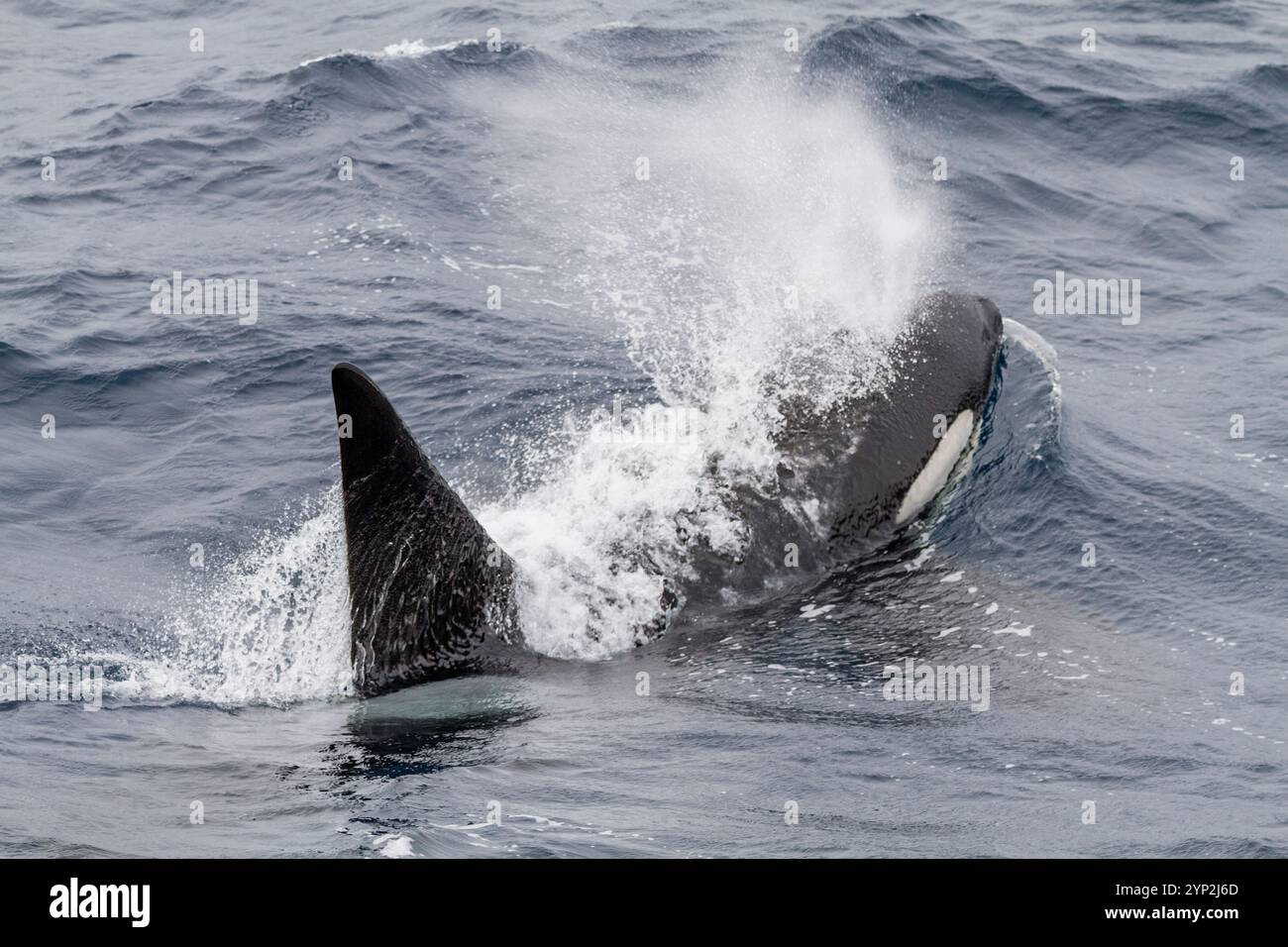 An adult bull among a pod of about 20 killer whales (Orcinus orca) in ...