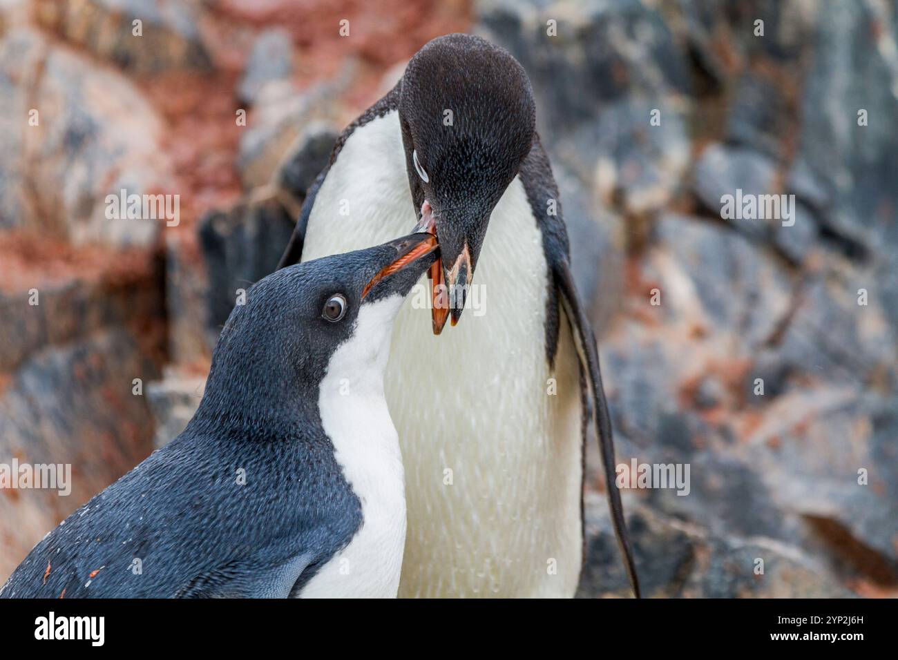 Penguin breeding habits hi-res stock photography and images - Alamy
