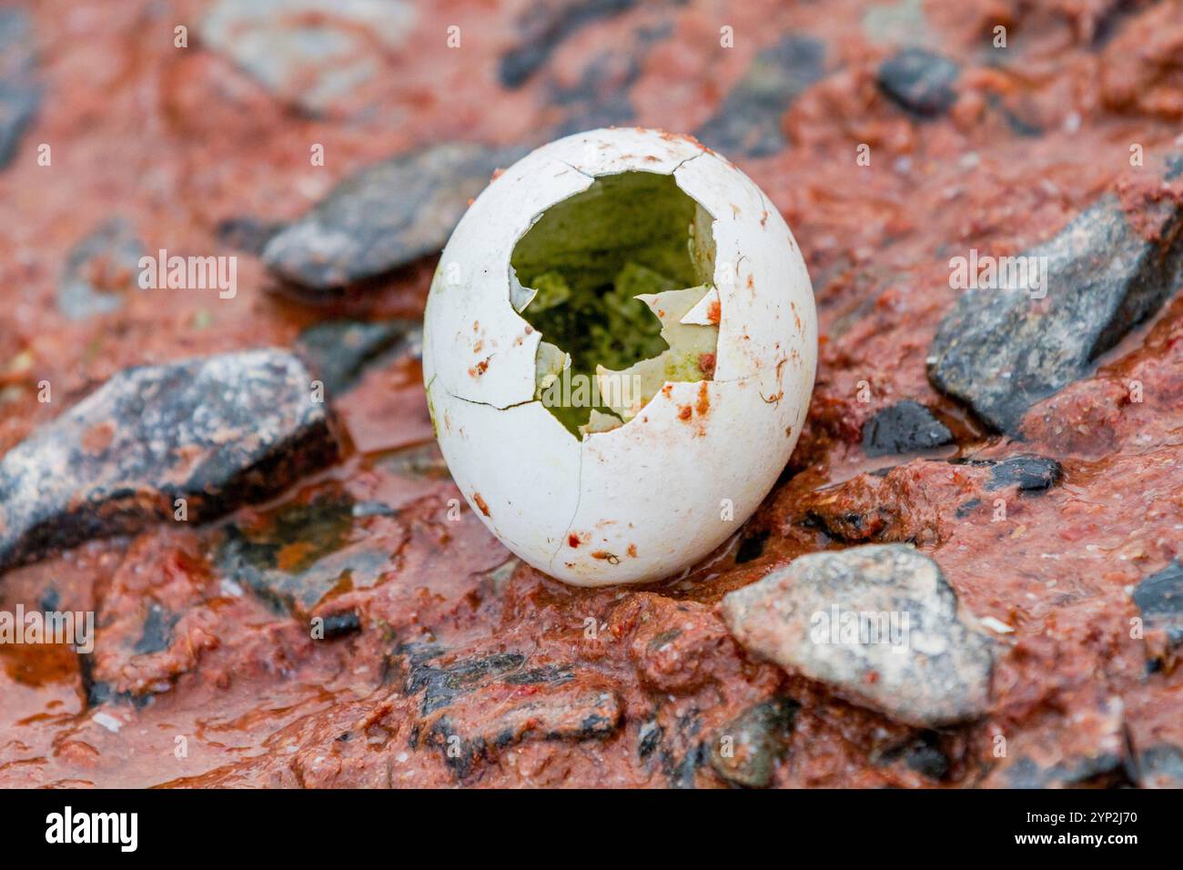 Antarctica penguin chick hatching hi-res stock photography and images ...