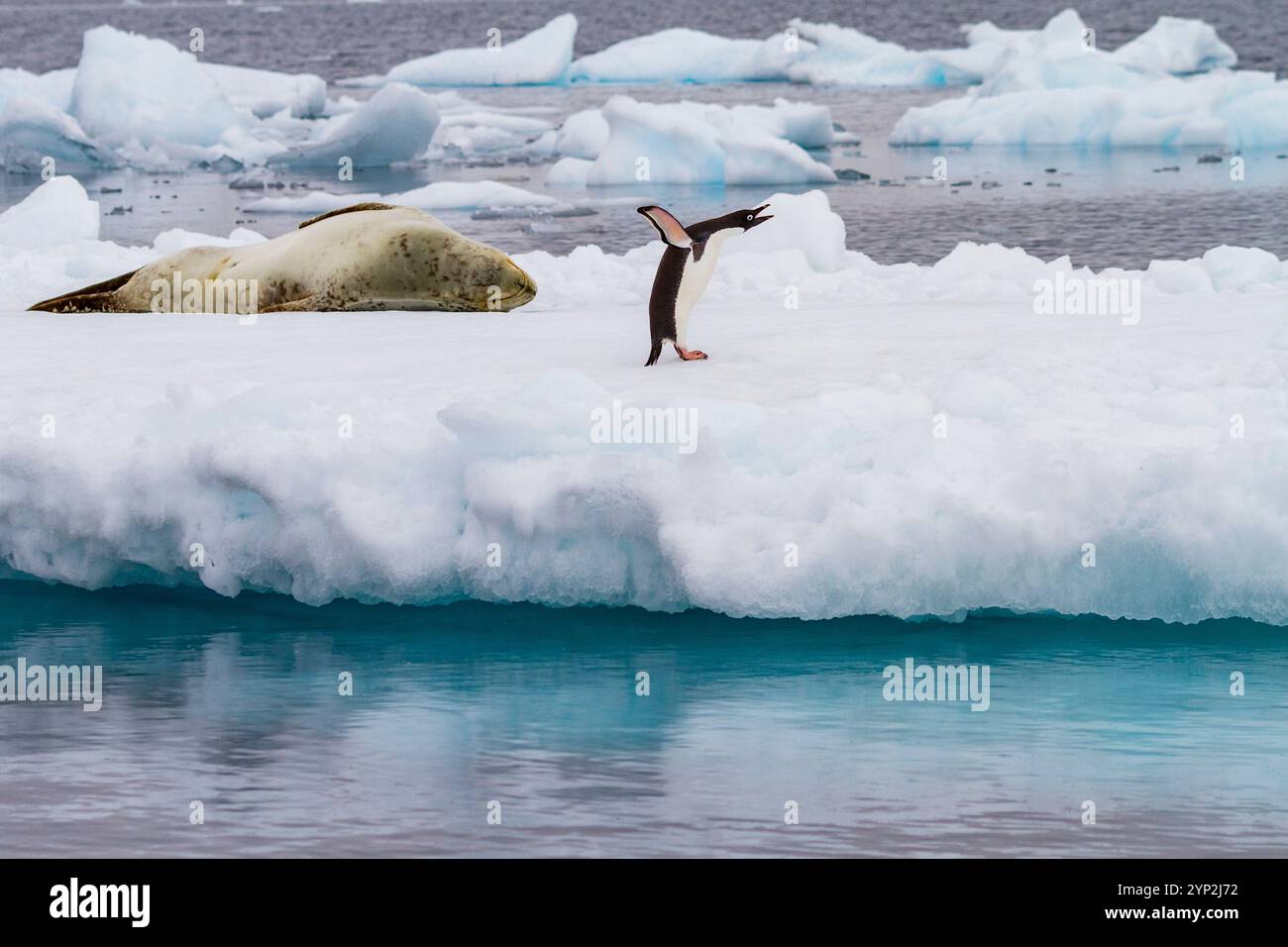 Penguin and seal interaction hi-res stock photography and images - Alamy