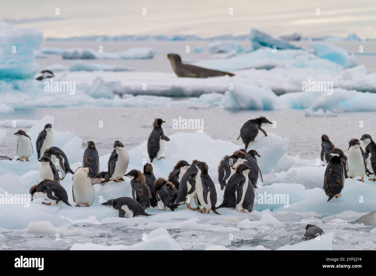 First instincts hi-res stock photography and images - Alamy