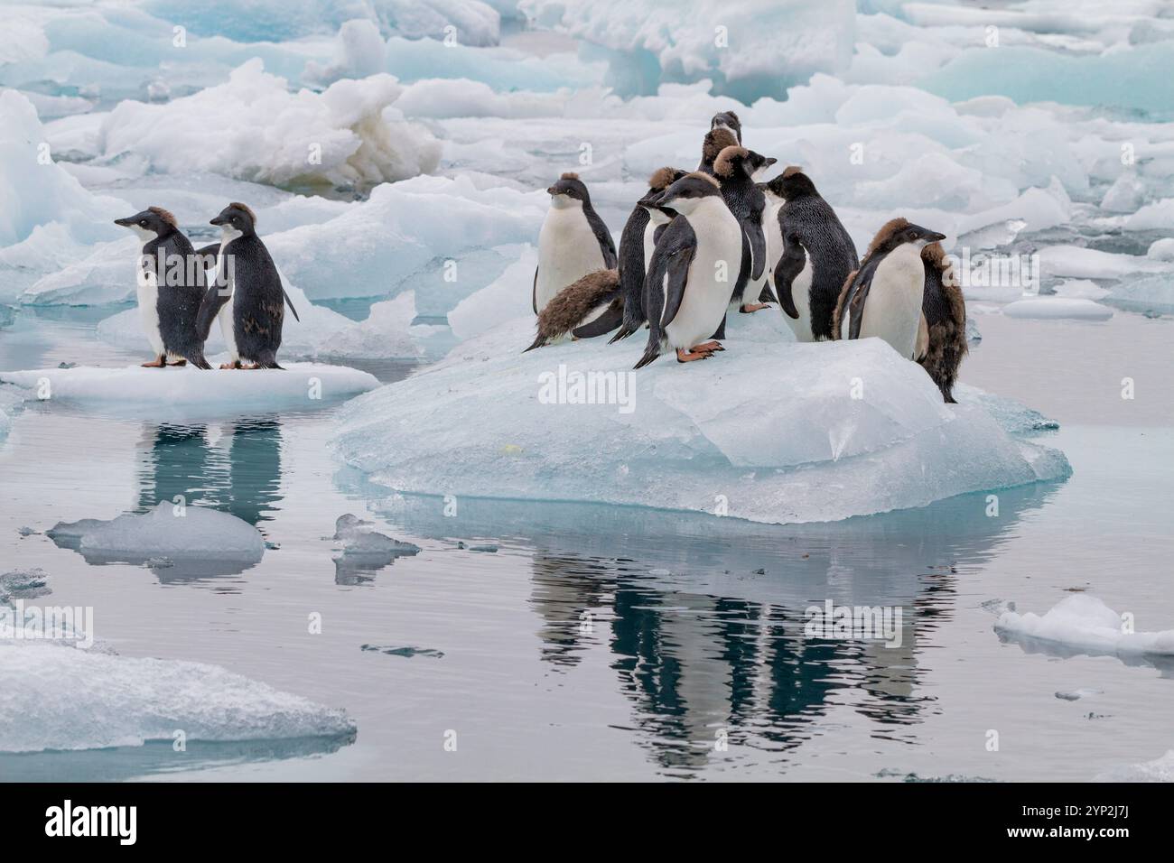 First year Adelie penguin (Pygoscelis adeliae) chicks at breeding ...