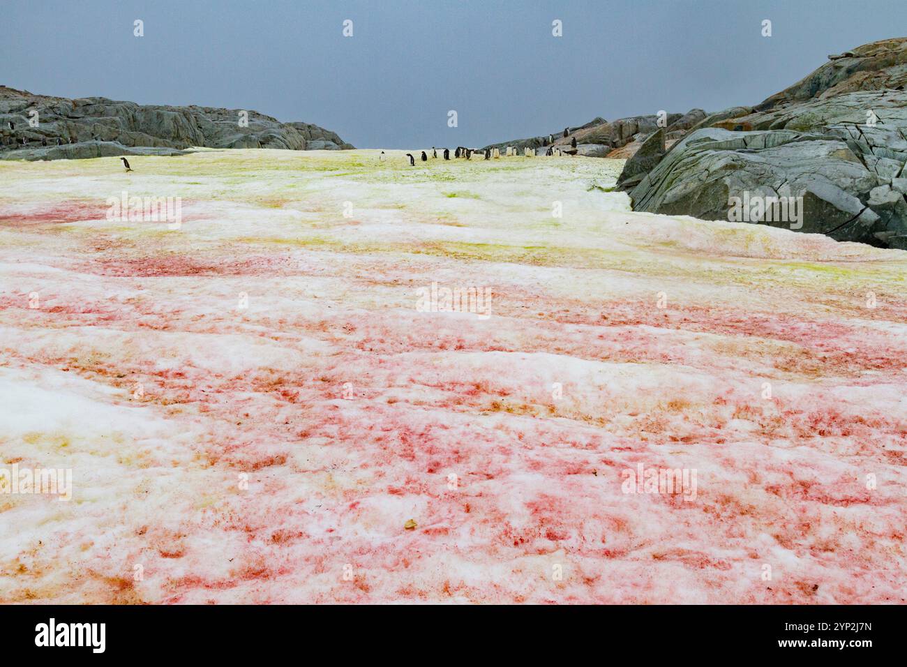 Red and green algae-covered snow on Petermann Island, Antarctica ...
