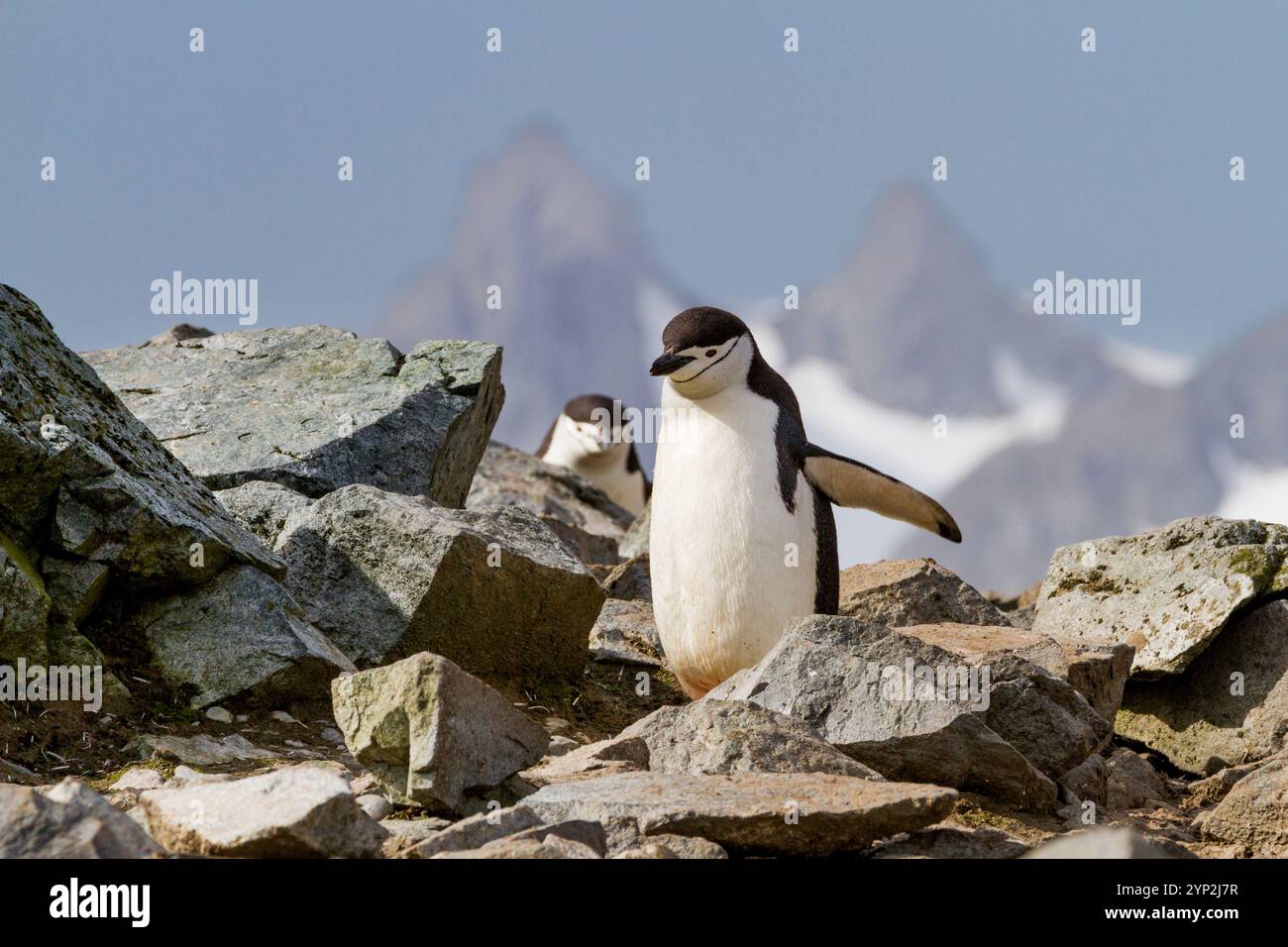 Chinstrap penguin (Pygoscelis antarctica) breeding and molting at Half ...