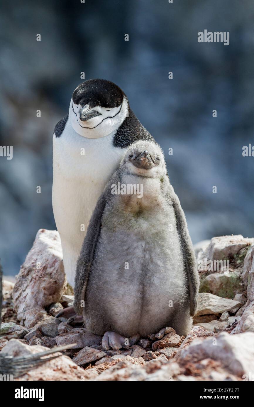 Chinstrap penguin (Pygoscelis antarctica) breeding colony at Baily Head ...