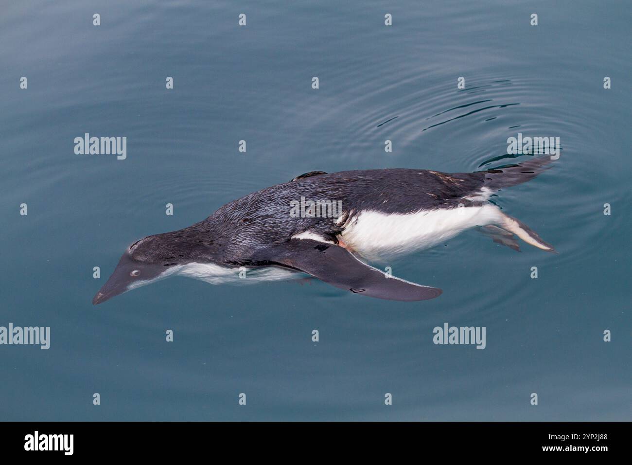 Adelie penguin underwater hi-res stock photography and images - Alamy
