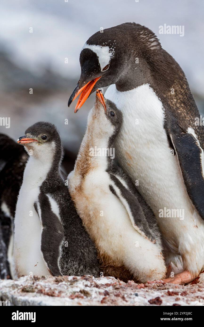 Gentoo penguin (Pygoscelis papua) adult with chicks at breeding colony ...