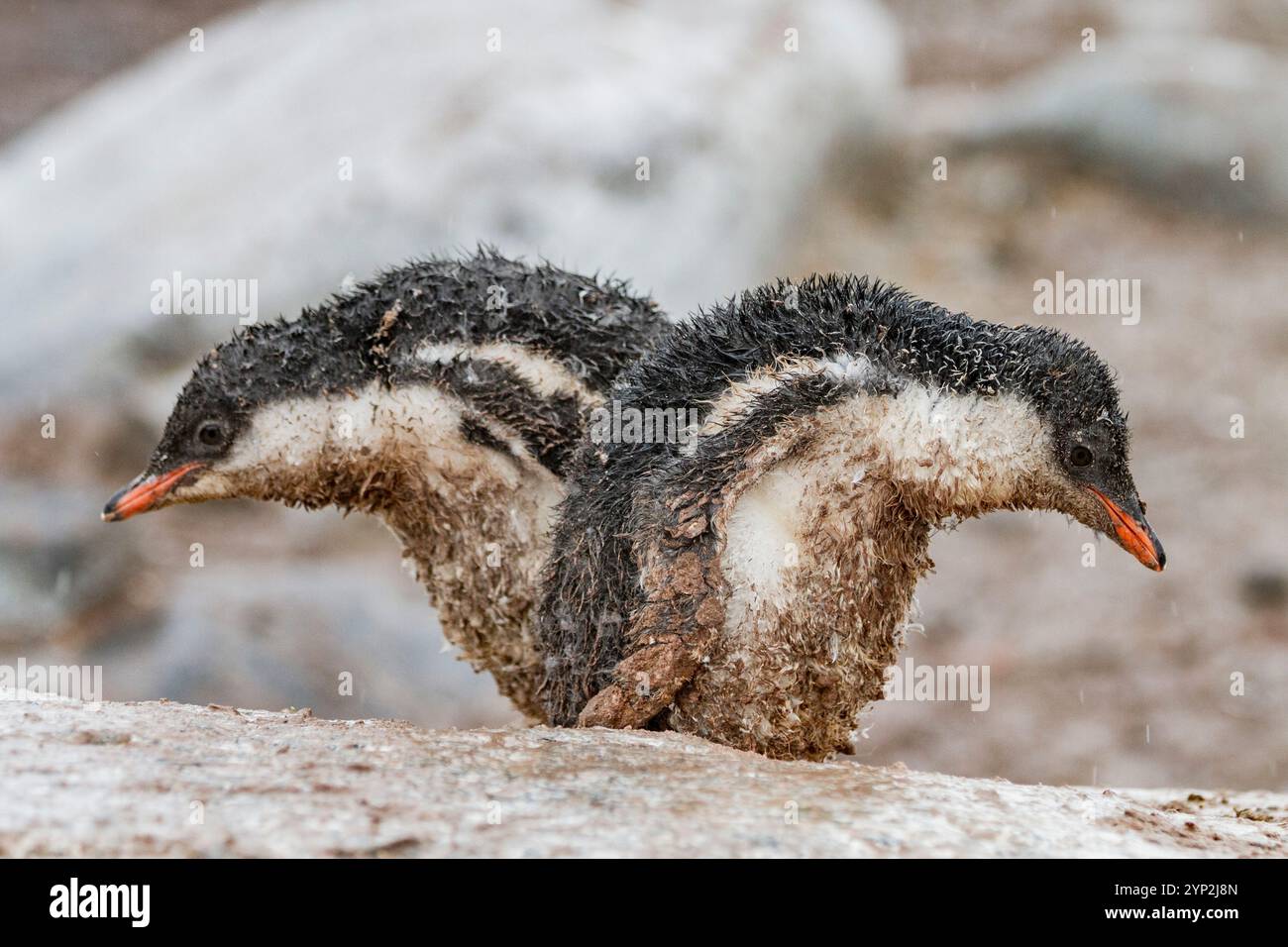Gentoo penguin (Pygoscelis papua) chicks covered with mud and guano on ...