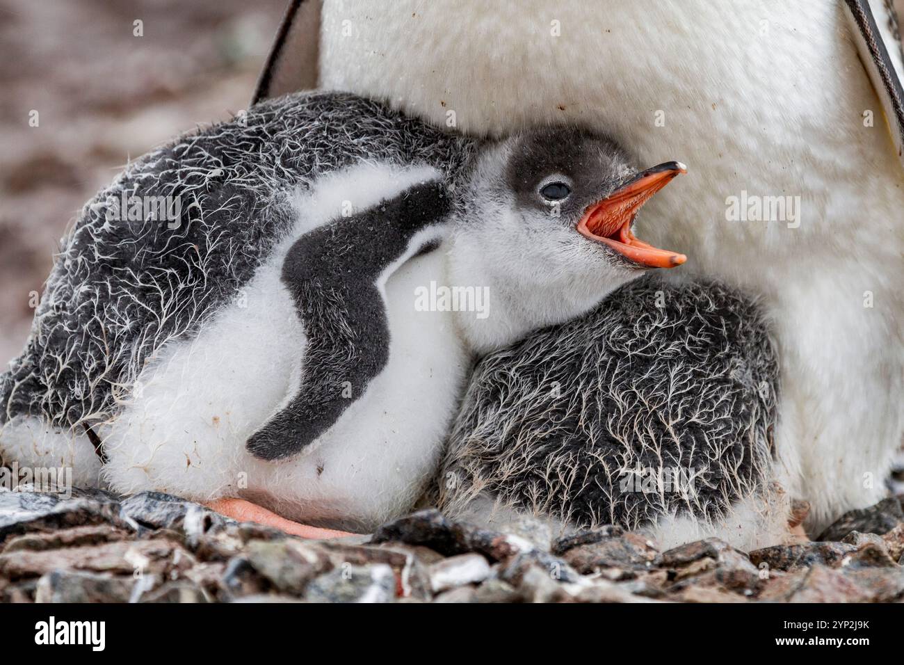Chicks development hi-res stock photography and images - Alamy