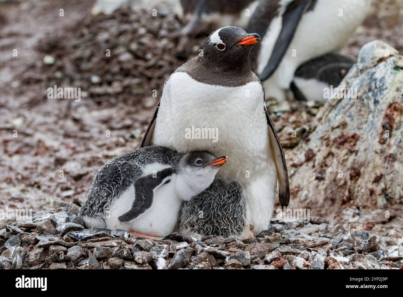 Antarctica penguin chick hatching hi-res stock photography and images ...