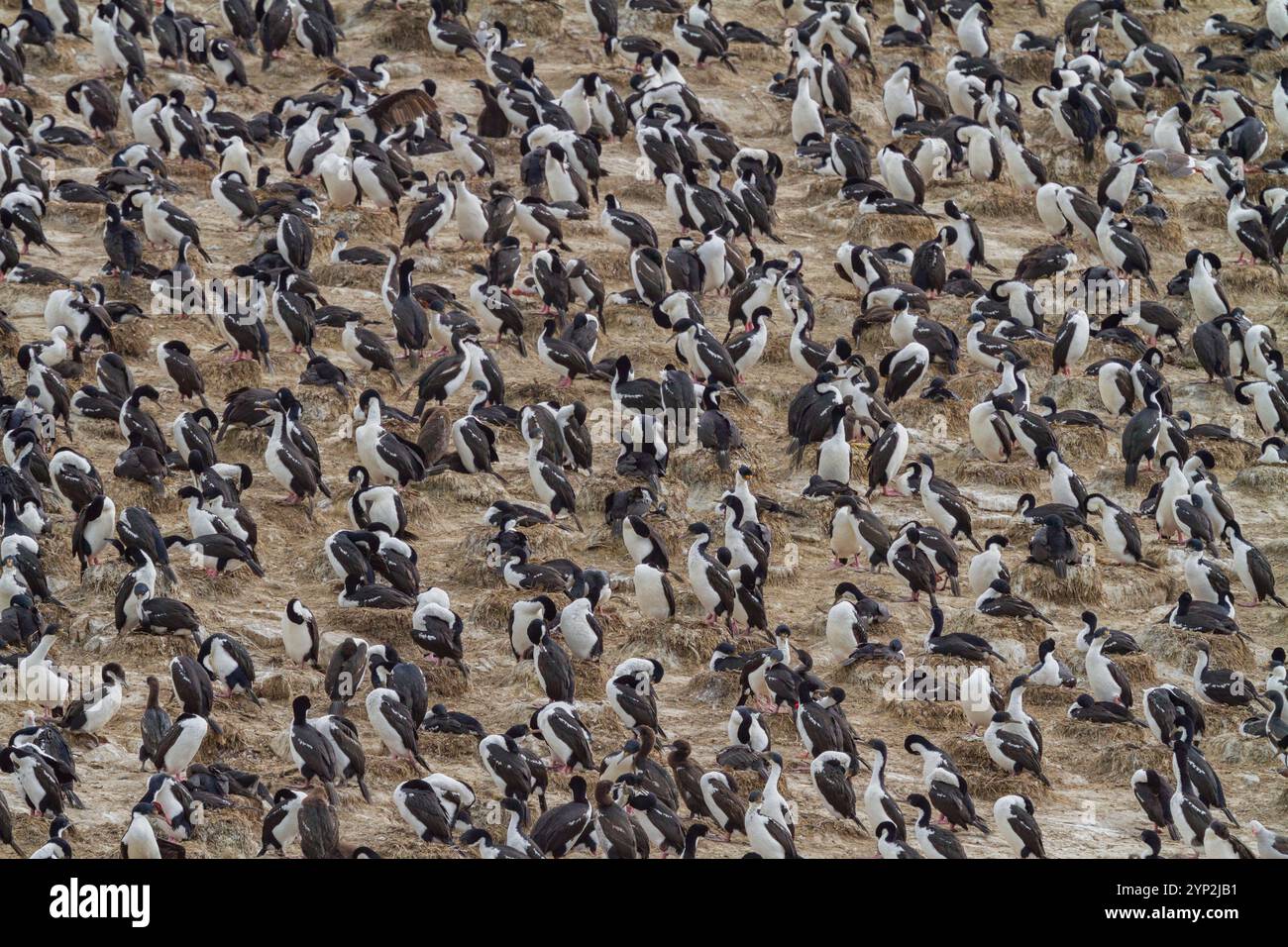 Imperial Shags (Phalacrocorax (atriceps) atriceps) at breeding colony ...