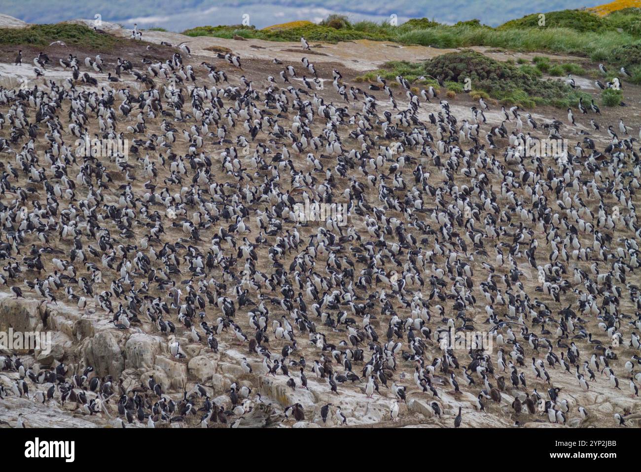 Imperial Shags (Phalacrocorax (atriceps) atriceps) at breeding colony ...