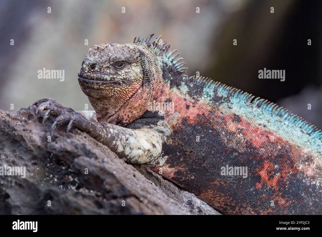 The endemic Galapagos marine iguana (Amblyrhynchus cristatus) on ...