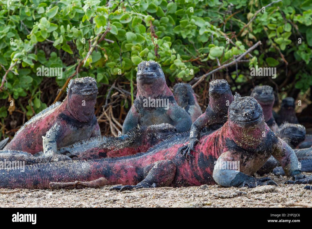 The endemic Galapagos marine iguana (Amblyrhynchus cristatus) on Espanola Island in the ...
