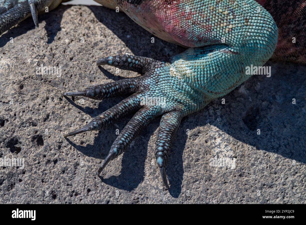 The endemic Galapagos marine iguana (Amblyrhynchus cristatus), foot ...
