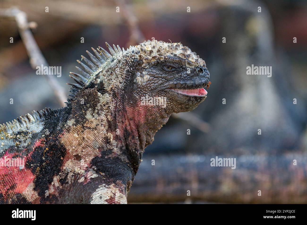The endemic Galapagos marine iguana (Amblyrhynchus cristatus) on ...