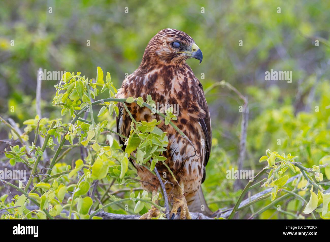 Young Galapagos hawk (Buteo galapagoensis) in the Galapagos Island Archipelago, UNESCO World ...