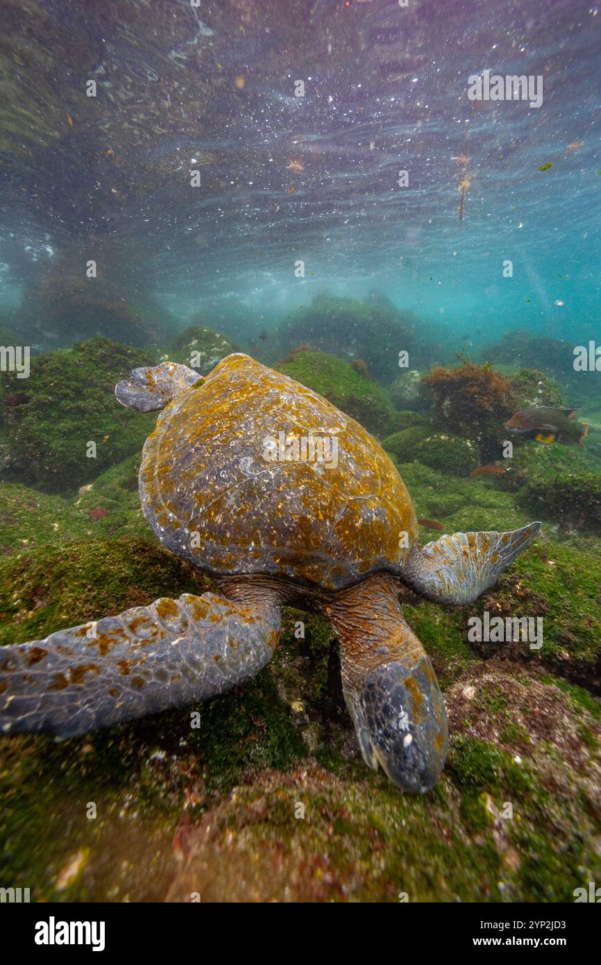 Adult green sea turtle (Chelonia mydas agassizii) underwater off the ...