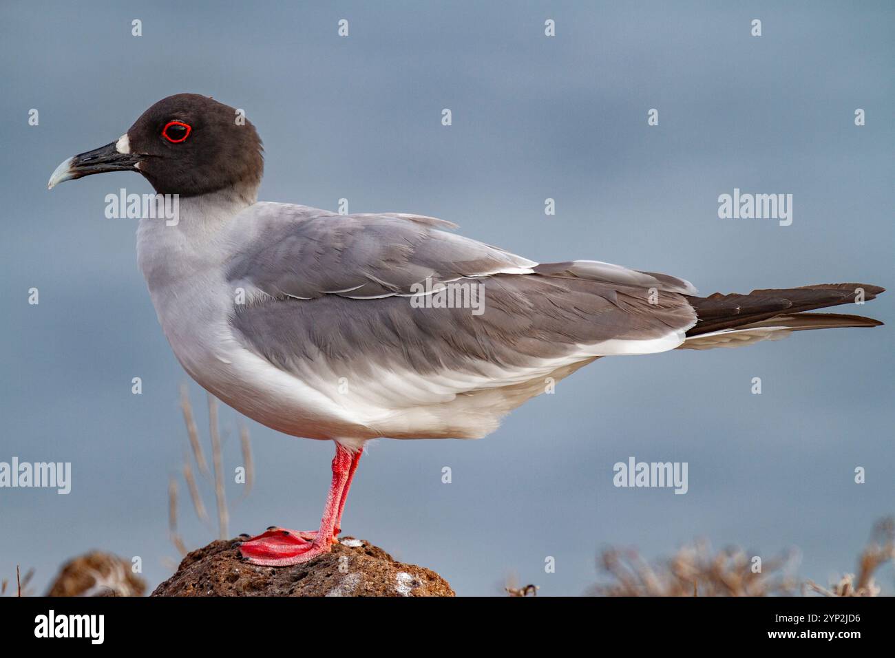 Adult Swallow-tailed gull (Creagrus furcatus) on Espanola Island in the ...