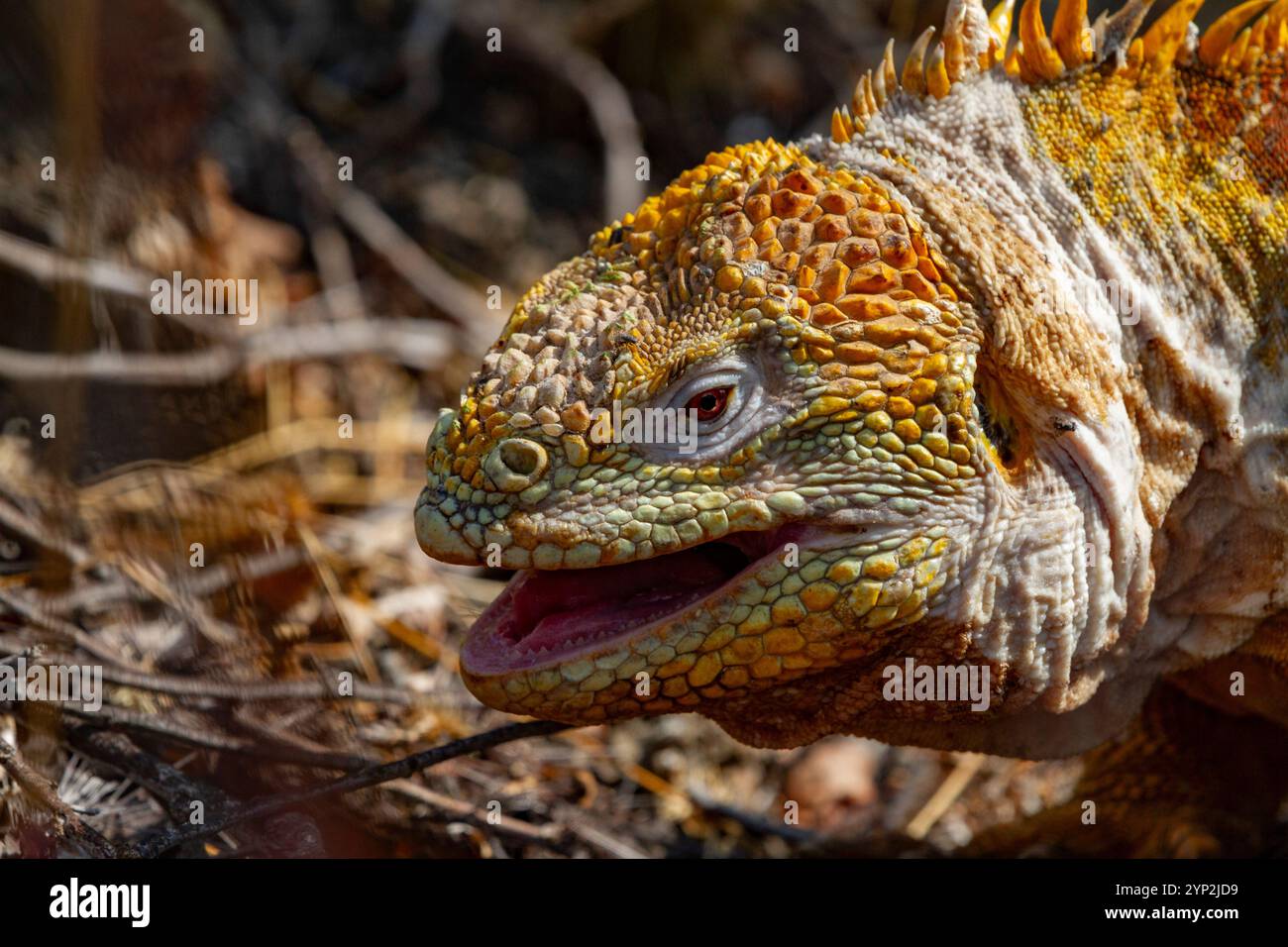 The very colorful Galapagos land iguana (Conolophus subcristatus) in ...