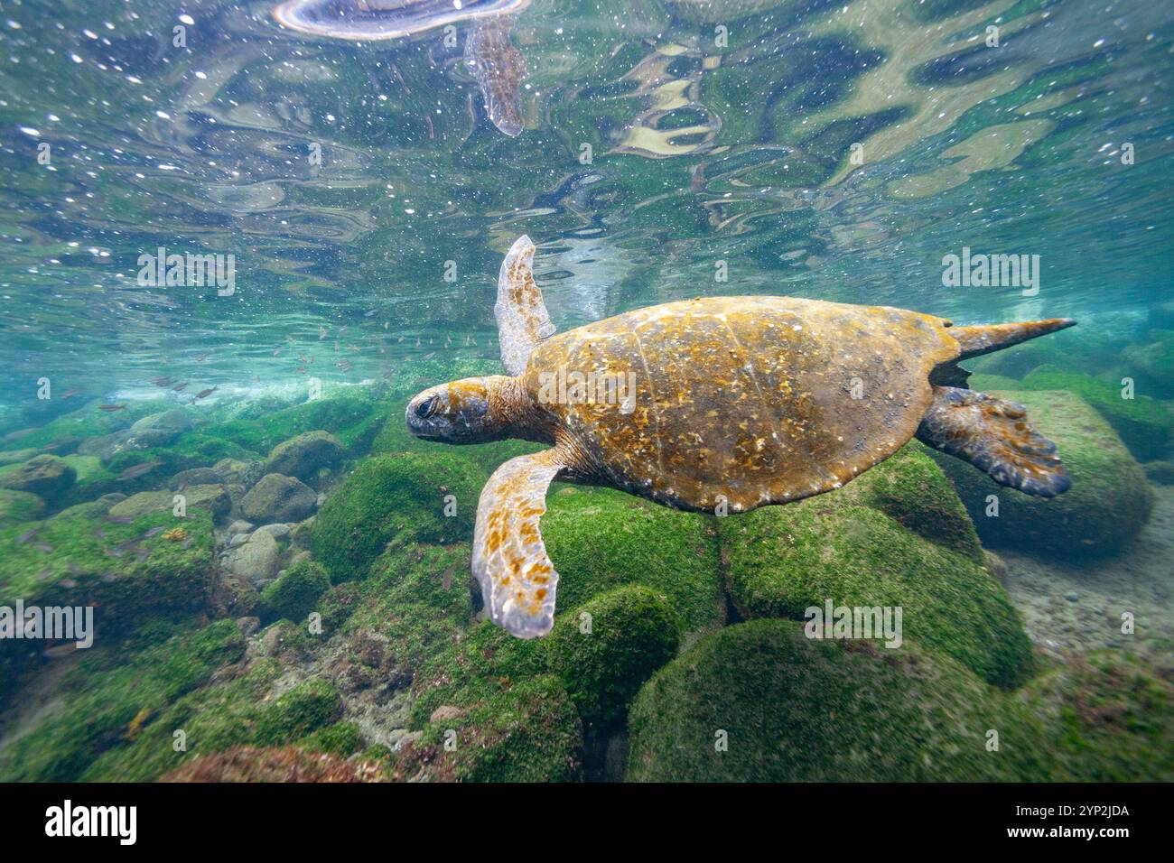 Indigenous world turtle hi-res stock photography and images - Alamy
