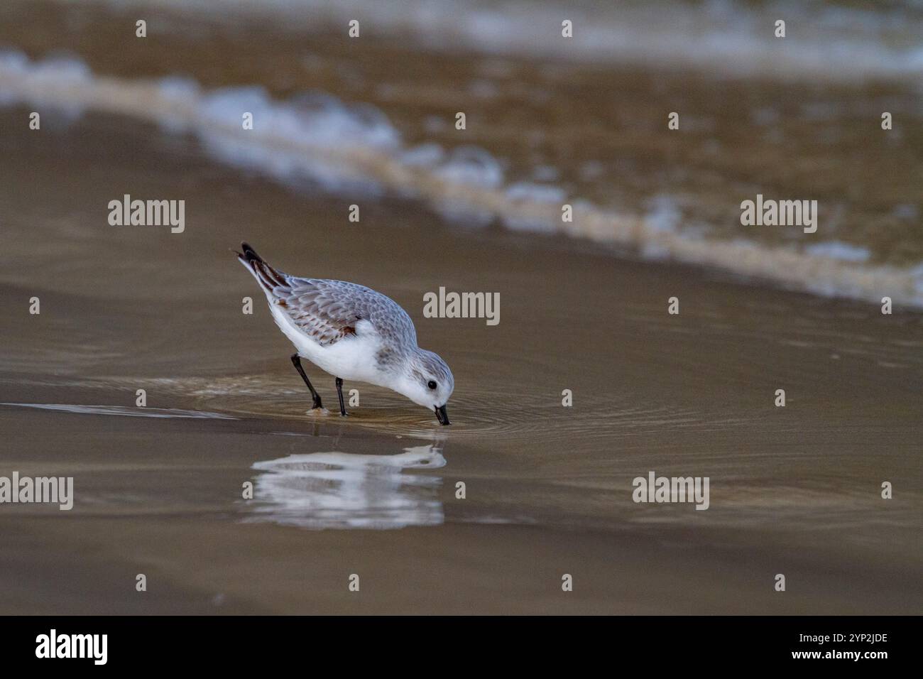 Adult sanderling (Calidris alba) feeding on the tidal flat in the ...