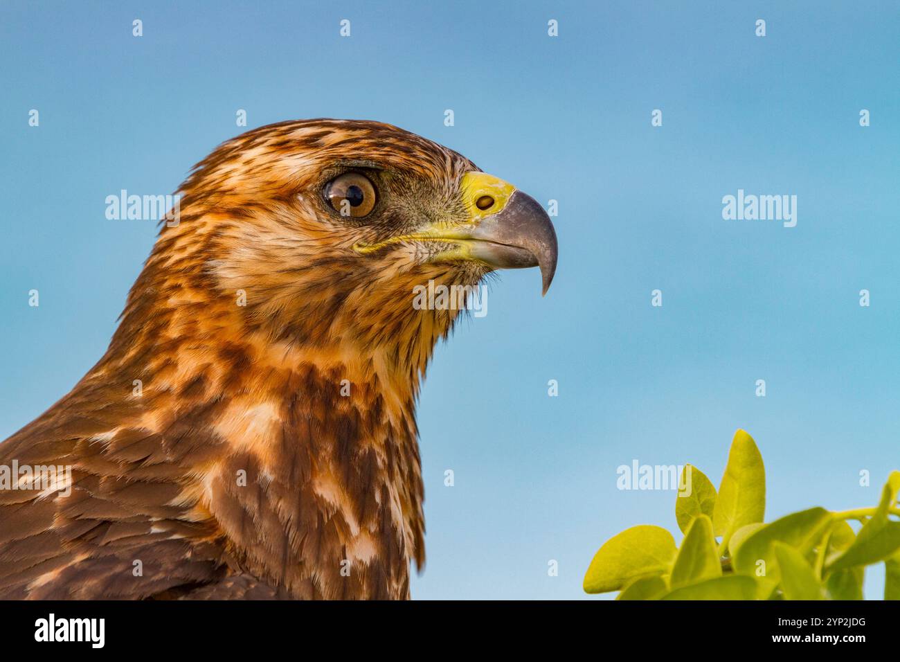 Hawk color patterns hi-res stock photography and images - Alamy