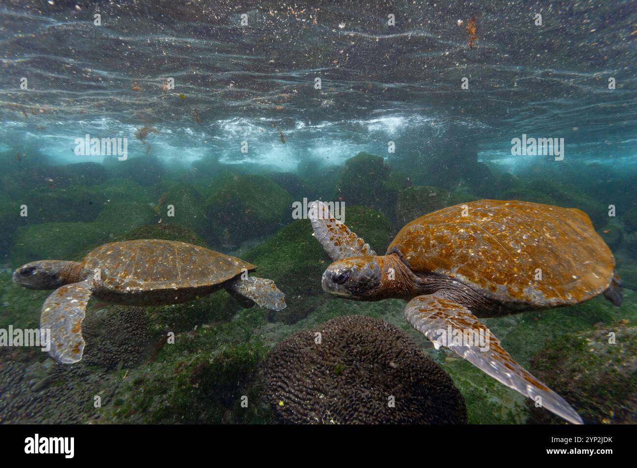 Adult green sea turtles (Chelonia mydas agassizii) underwater off the ...