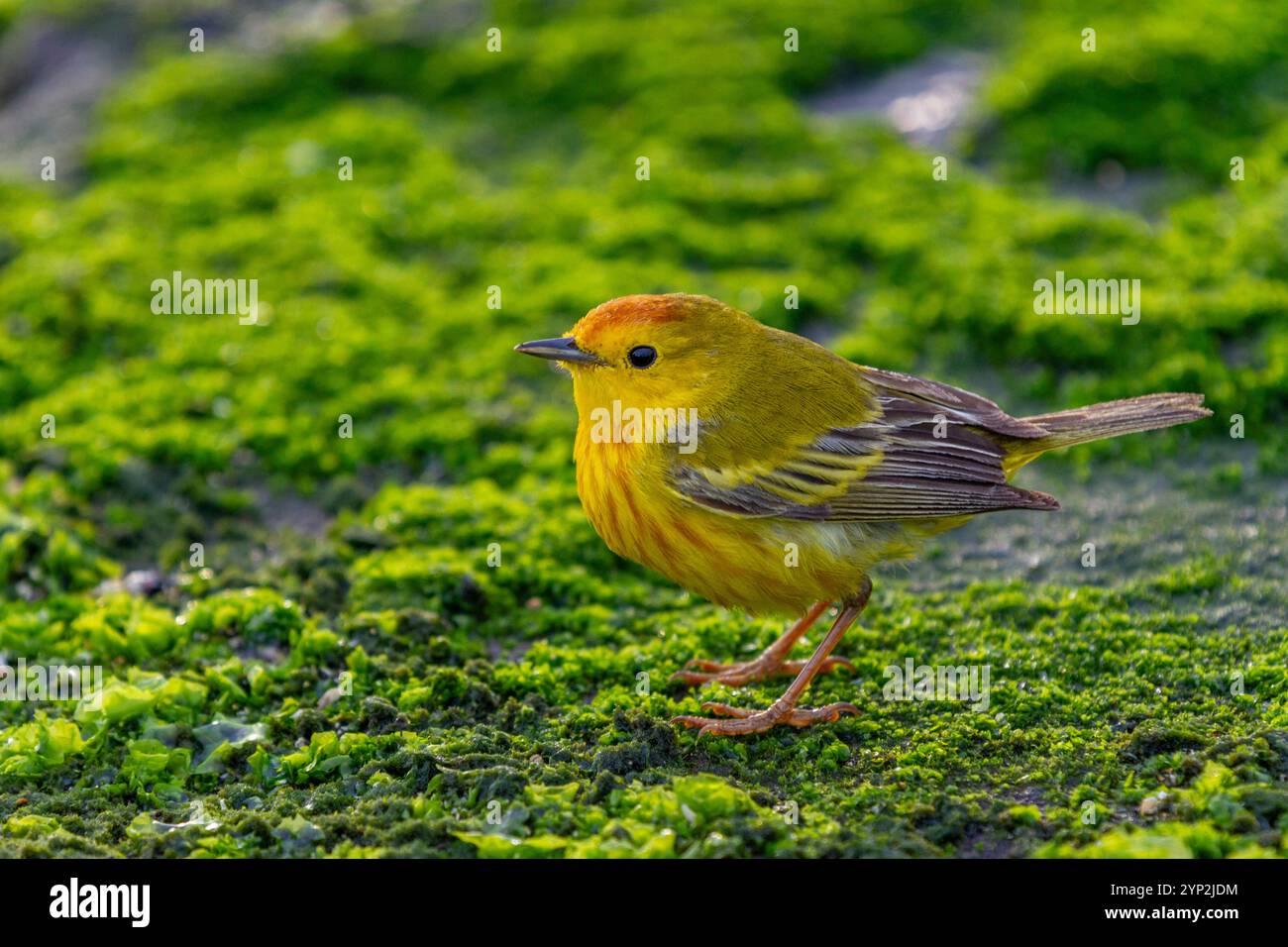 Adult male yellow warbler (Dendroica petechia aureola) in the Galapagos ...