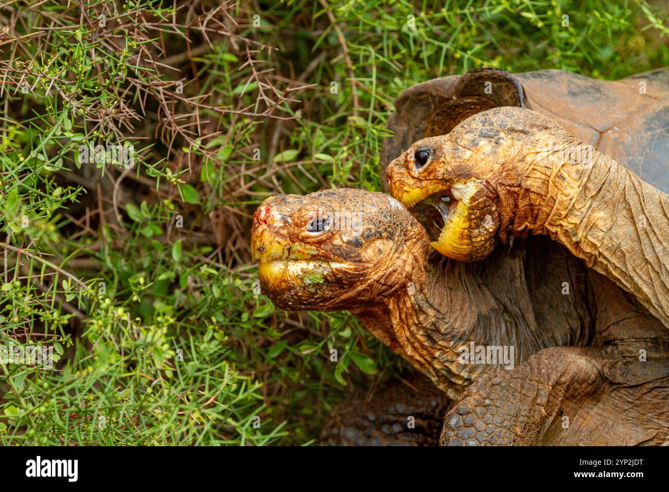 Captive Galapagos giant tortoise (Geochelone elephantopus) at the ...