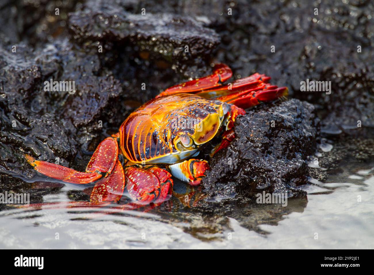 Sally lightfoot crab (Grapsus grapsus) in the littoral of the Galapagos ...