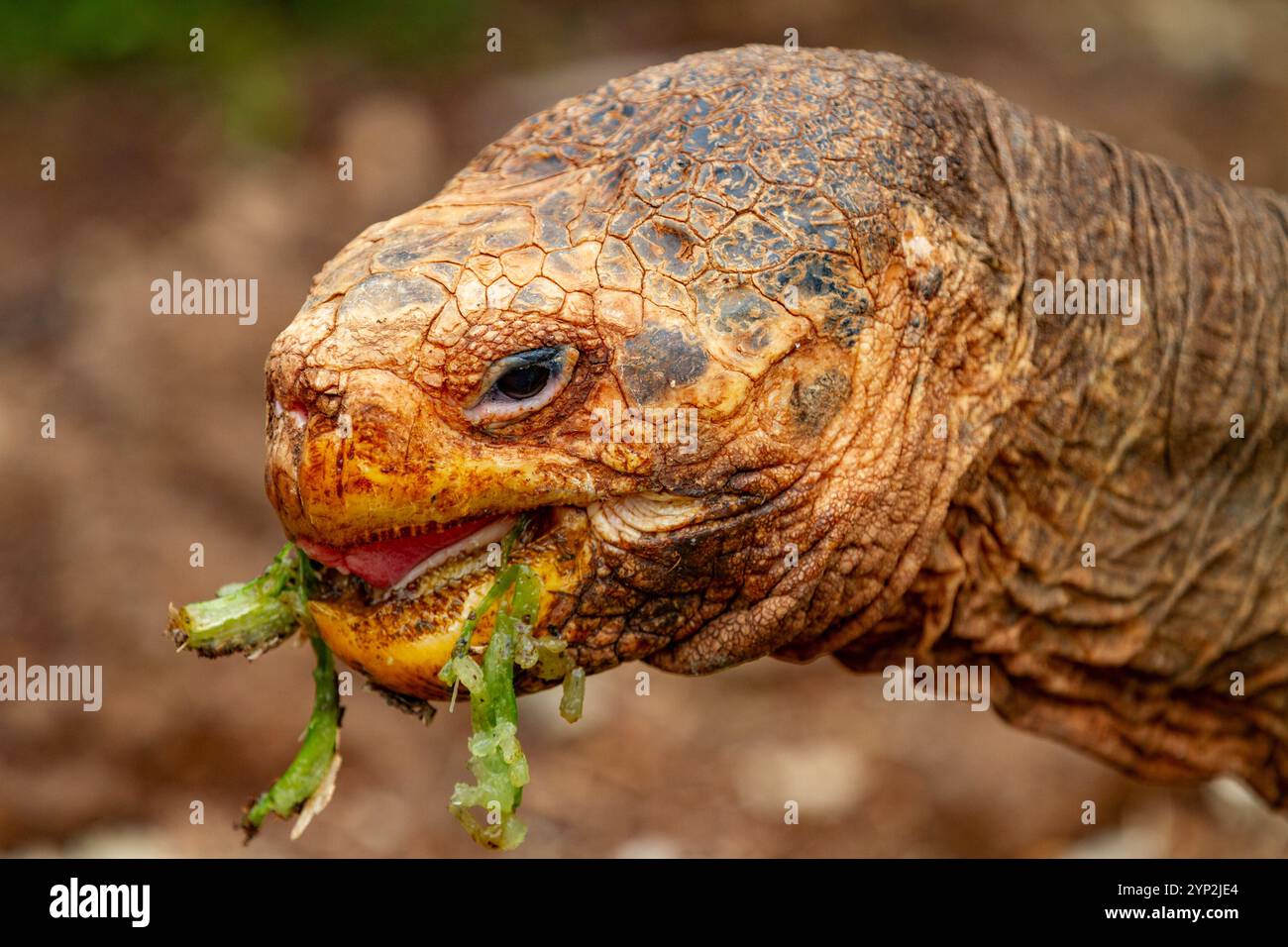 Captive Galapagos giant tortoise (Geochelone elephantopus) at the ...