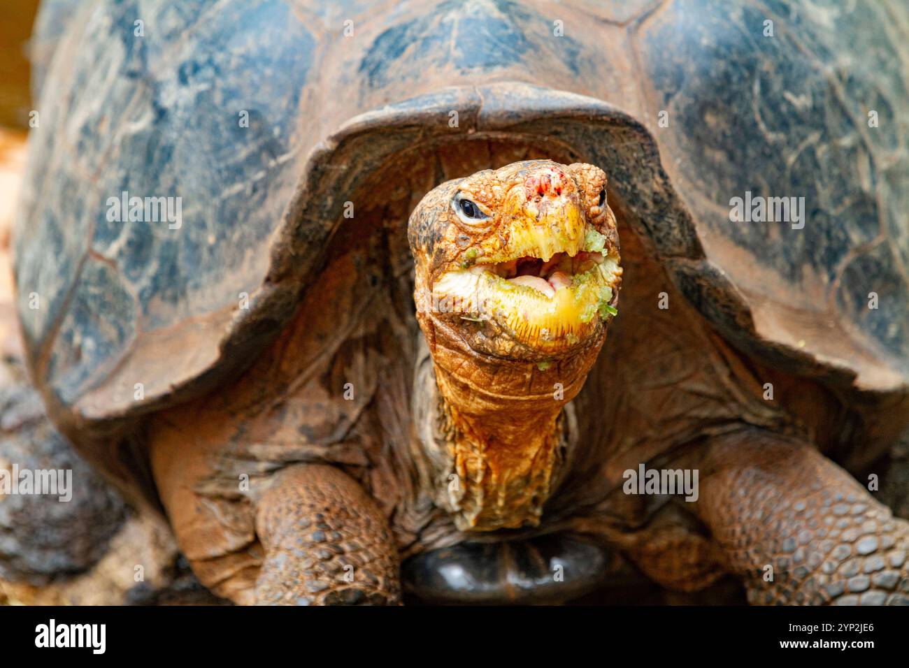 Captive Galapagos giant tortoise (Geochelone elephantopus) at the ...