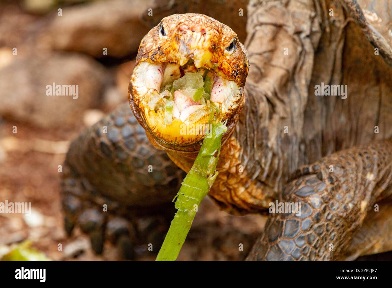 Captive Galapagos giant tortoise (Geochelone elephantopus) at the ...