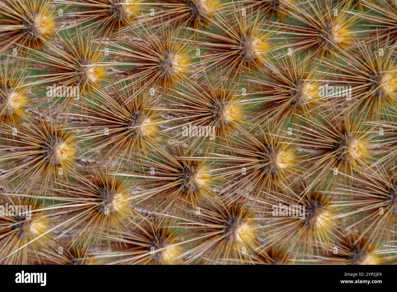 The endemic Opuntia cactus (Opuntia echios) cactus growing in the ...