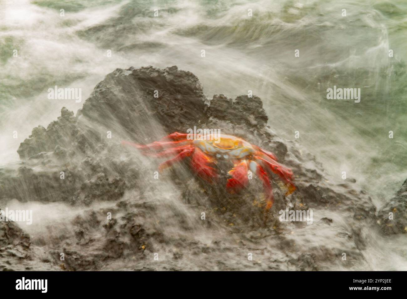 Sally lightfoot crab (Grapsus grapsus) in the littoral of the Galapagos ...