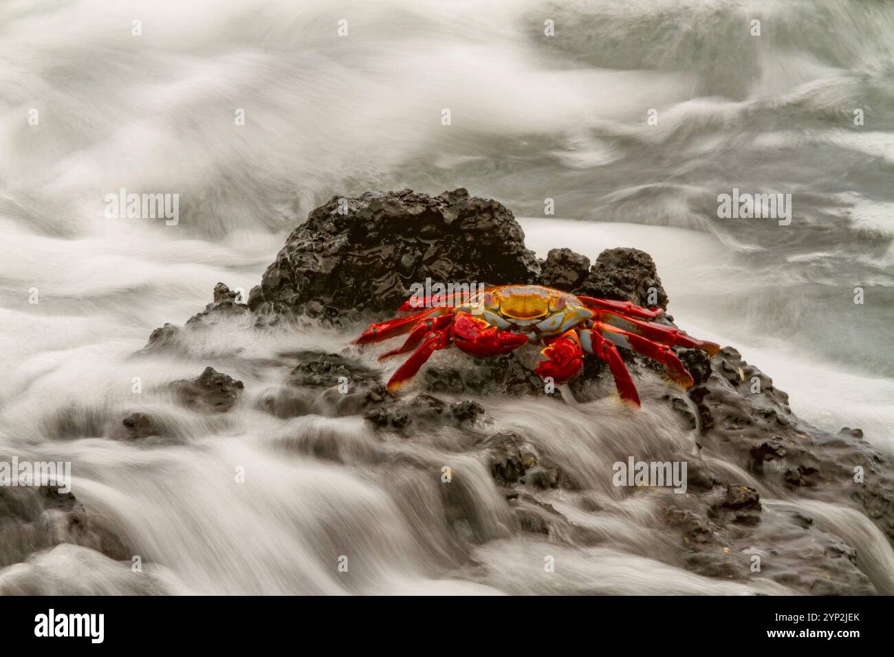 Sally lightfoot crab (Grapsus grapsus) in the littoral of the Galapagos ...