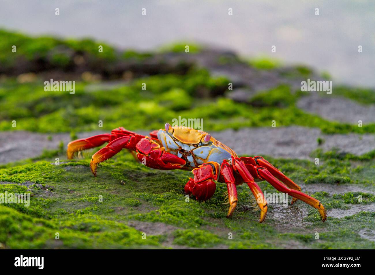 Sally lightfoot crab (Grapsus grapsus) in the littoral of the Galapagos ...