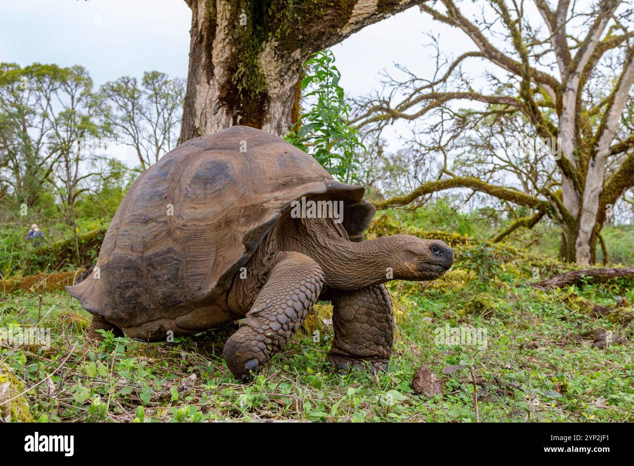 Wild Galapagos giant tortoise (Geochelone elephantopus) feeding on the ...