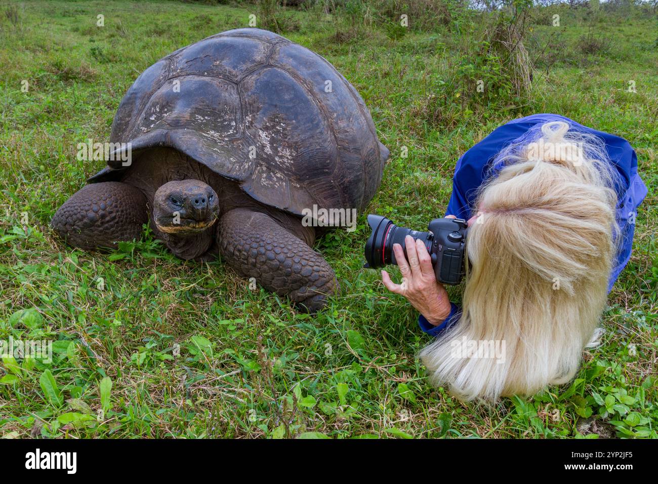 Tourist photographing a wild Galapagos giant tortoise (Geochelone ...