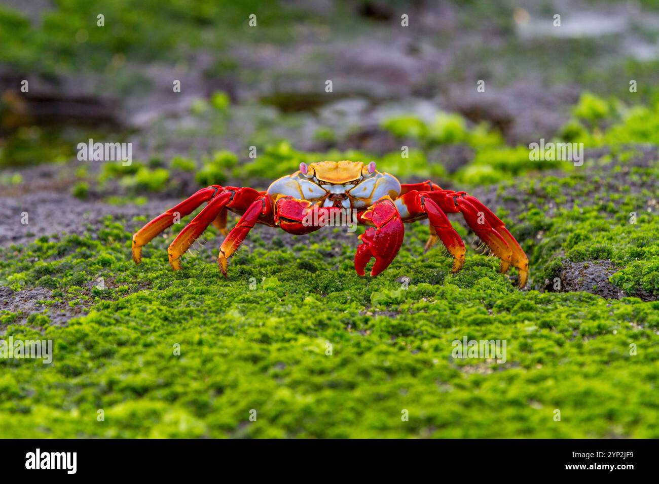 Sally lightfoot crab (Grapsus grapsus) in the littoral of the Galapagos ...