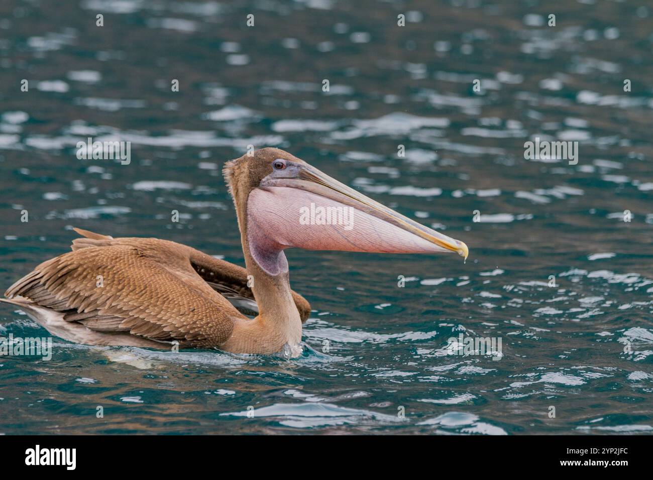 Pelican characteristics hi-res stock photography and images - Alamy