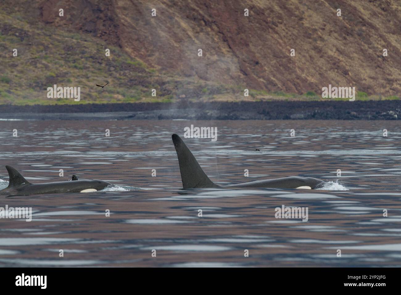 A small pod of killer whales (Orcinus orca) off the west coast of ...