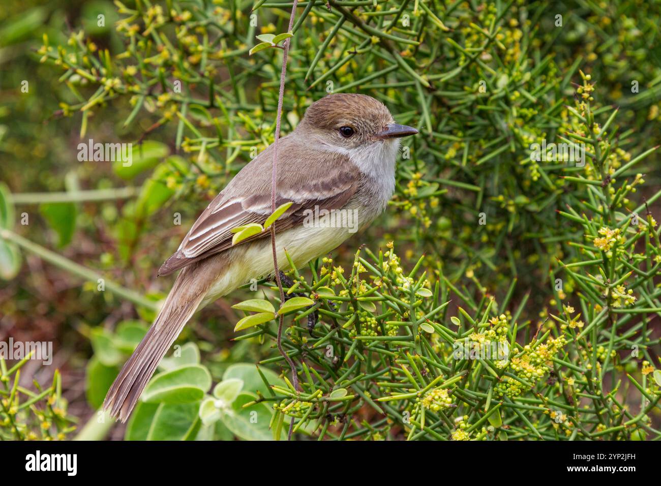 Adult Galapagos flycatcher (Large-billed flycatcher) (Myiarchus ...