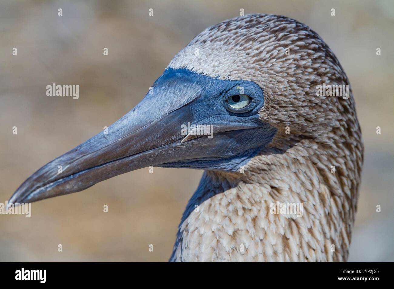 Adult blue-footed booby (Sula nebouxii) in the Galapagos Island ...